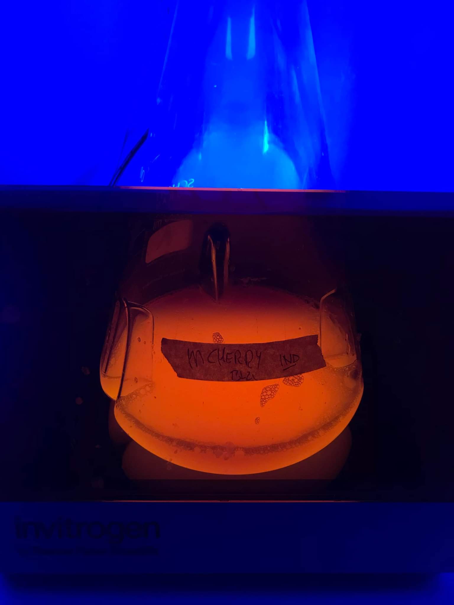Blue light is absorbed and re-emitted by mCherry at 610 nm in one of ...