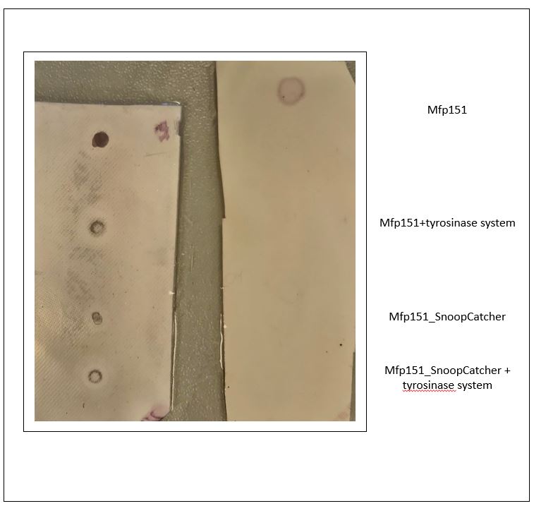 Dopa test. Two replicates of NBT assay on PVDF and nitrocellulose ...