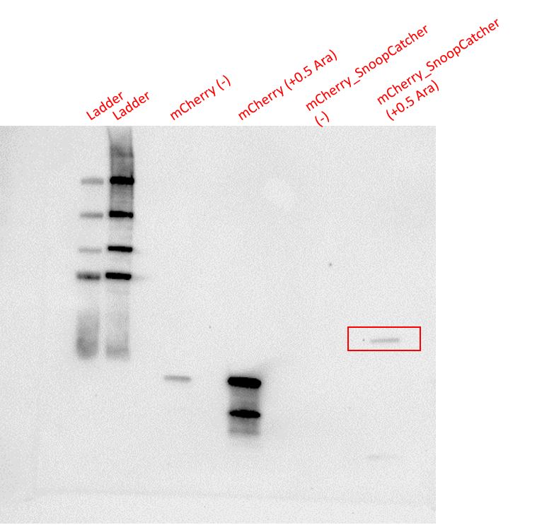 estern blot of the gel