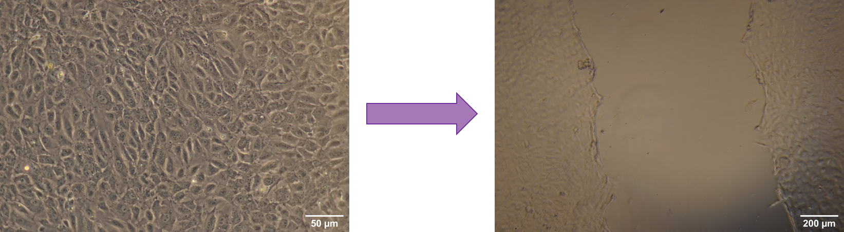 TU_Dresden - iGEM 2022