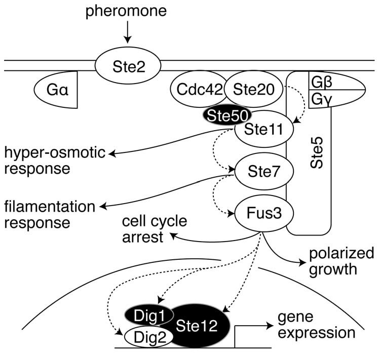 TU_Dresden - iGEM 2022