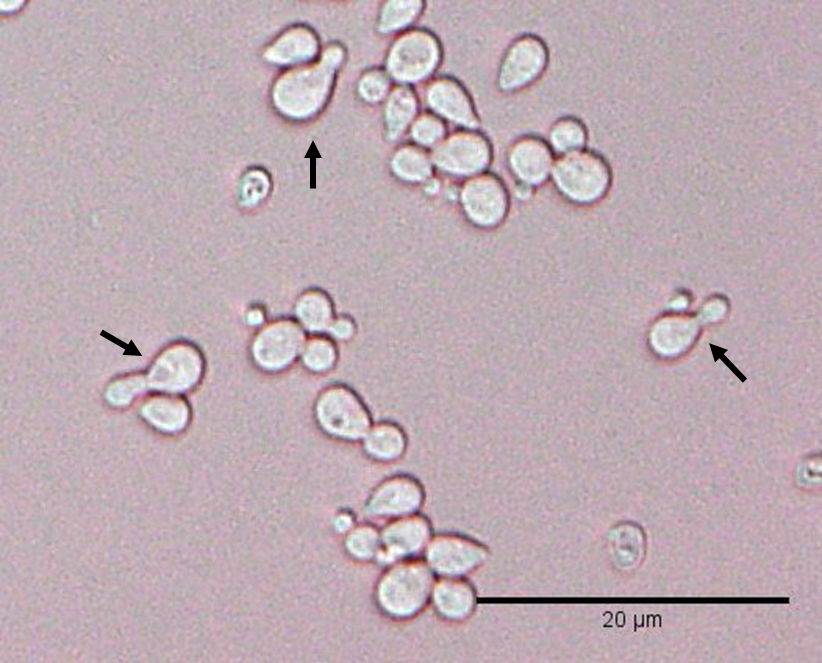 TU_Dresden - iGEM 2022
