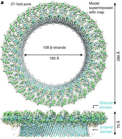 Figure 1: Cryo-EM structure of oligomerized GSDMA in forming membrane ...