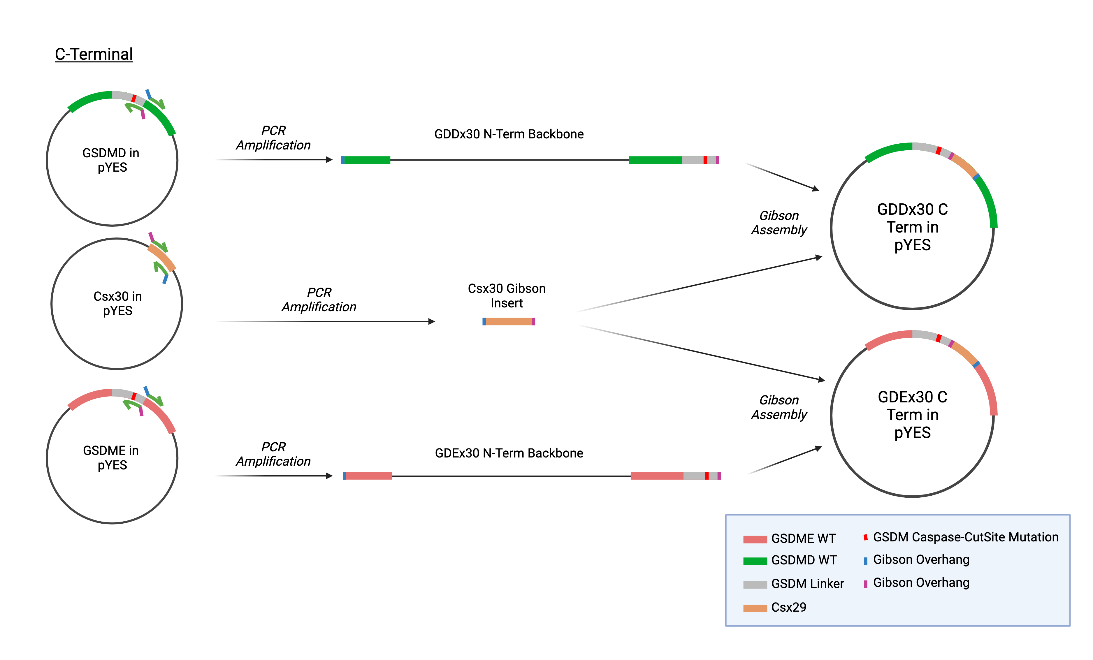 For the successful gels, the plasmids were gel extracted and assembled ...