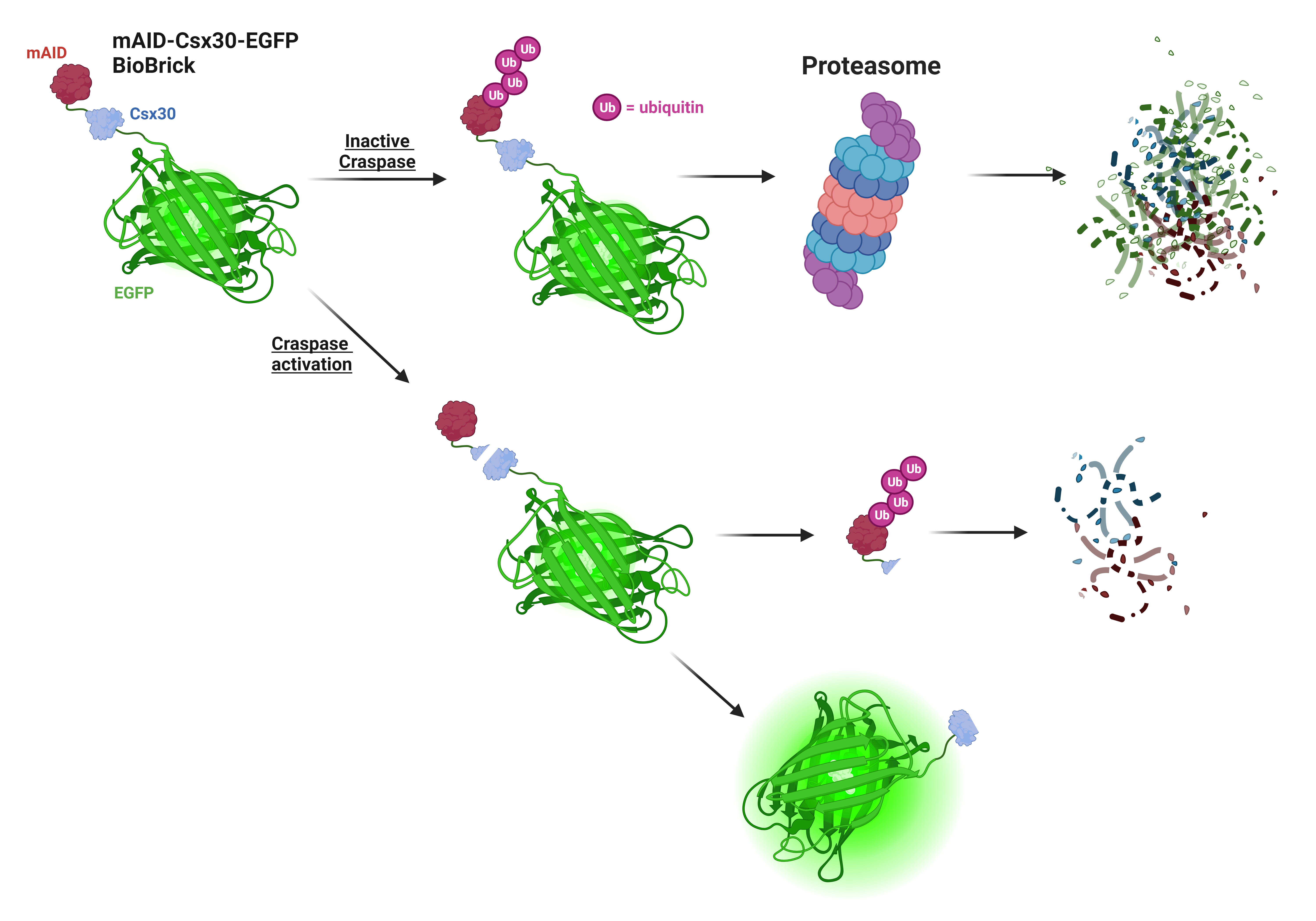 Modulating Transcriptional Responses in Cells using Cleavable ...