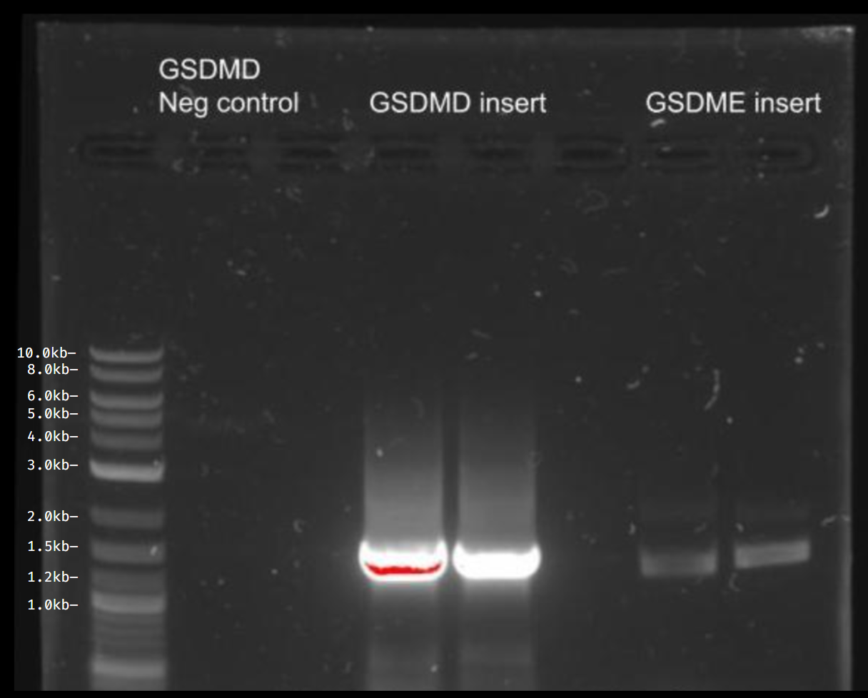 Figure. Imaged agarose gels showing that PCRs using SuperFi polymerase ...