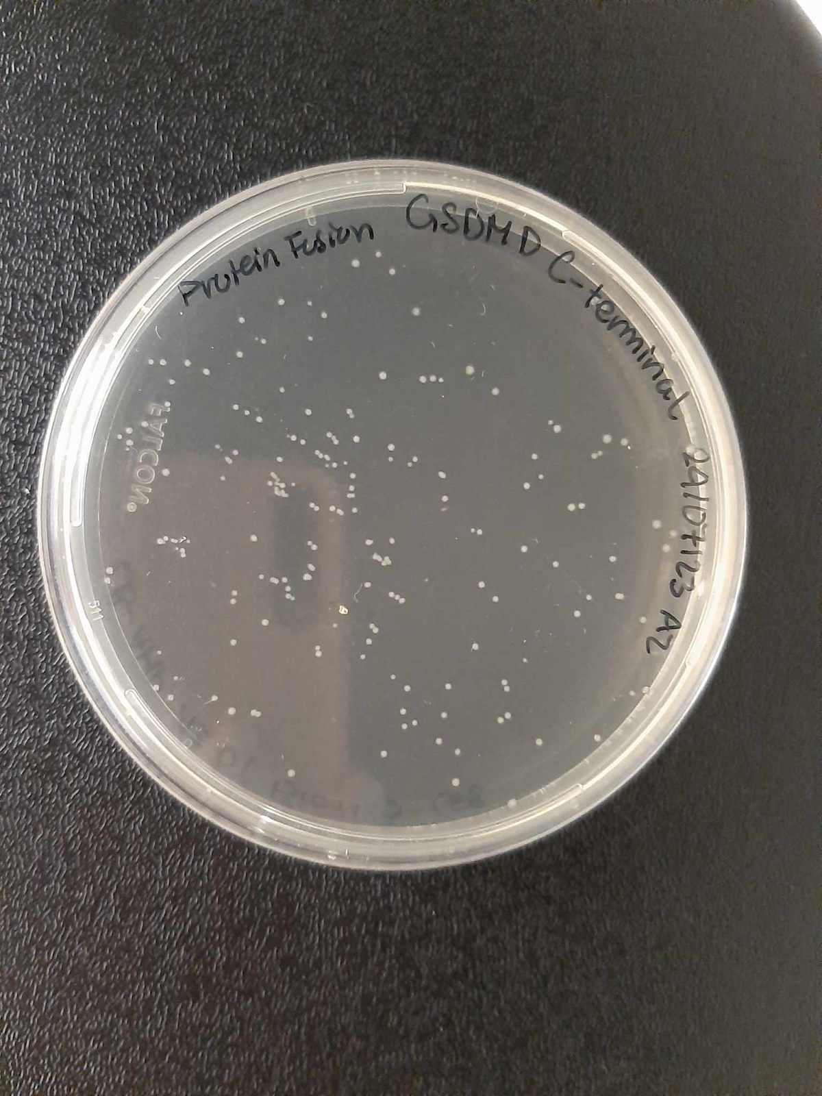 From left to right: GSDMD N-terminal, GSDMD 30% Replaced, GSDME C ...
