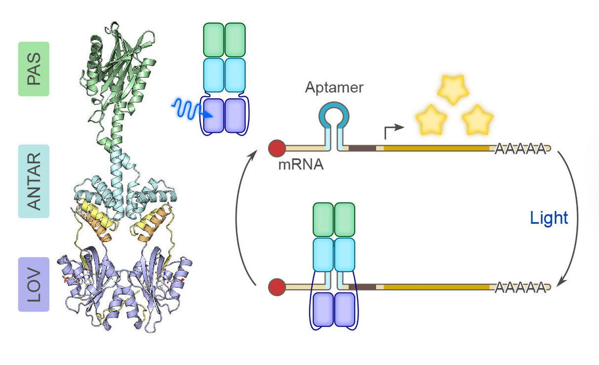 Part:BBa K4613168 - parts.igem.org