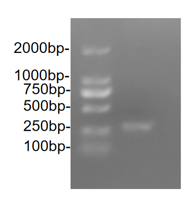 Part:BBa K4621014 - parts.igem.org