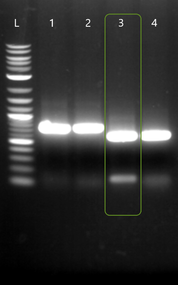 Part:BBa K4624607 - parts.igem.org