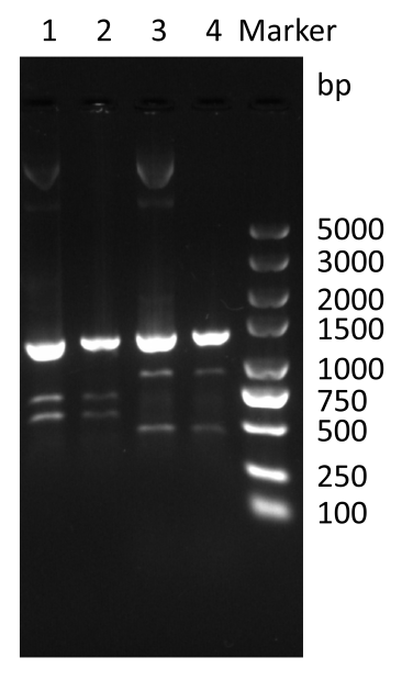 Part:BBa K4632024 - parts.igem.org