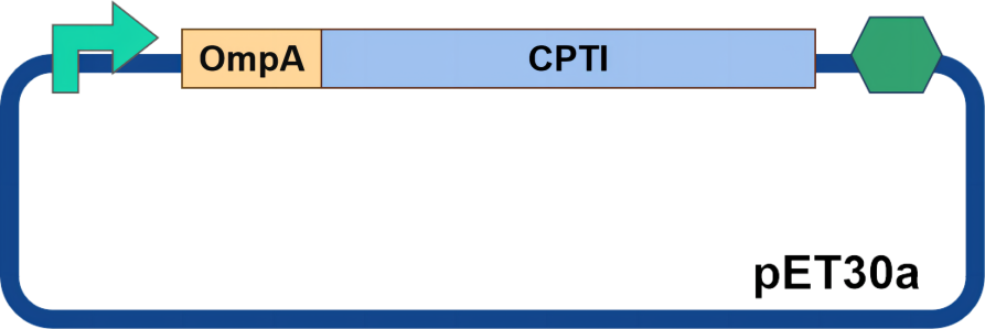 Part:BBa K4632003 - parts.igem.org