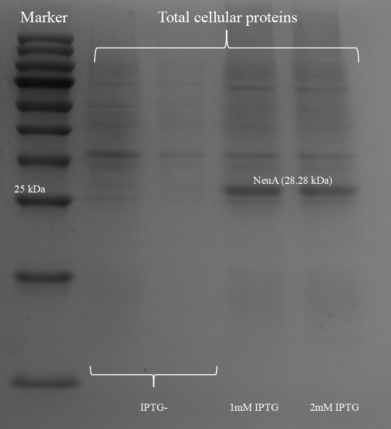Part:BBa K4645001 - parts.igem.org