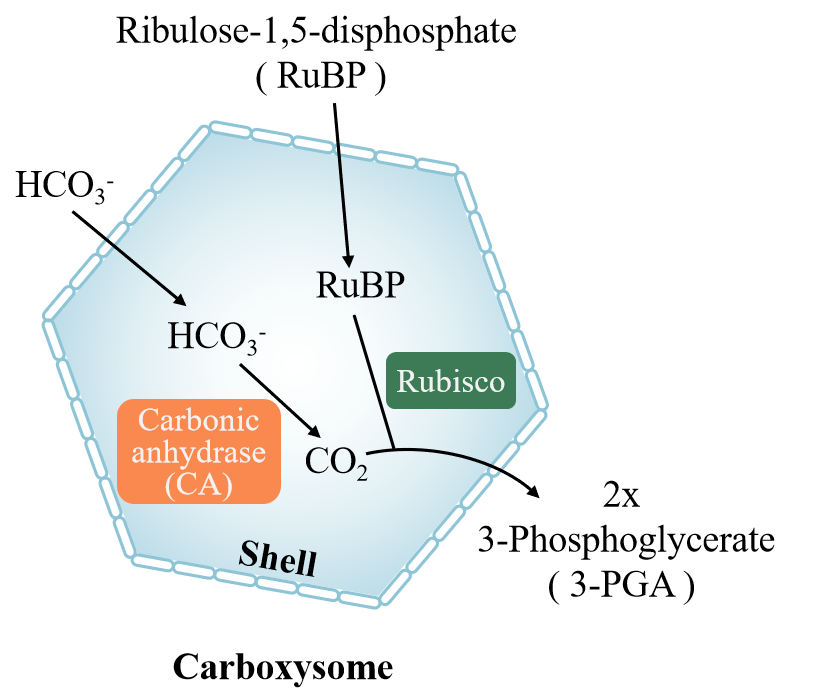 Part:BBa K4666035 - parts.igem.org