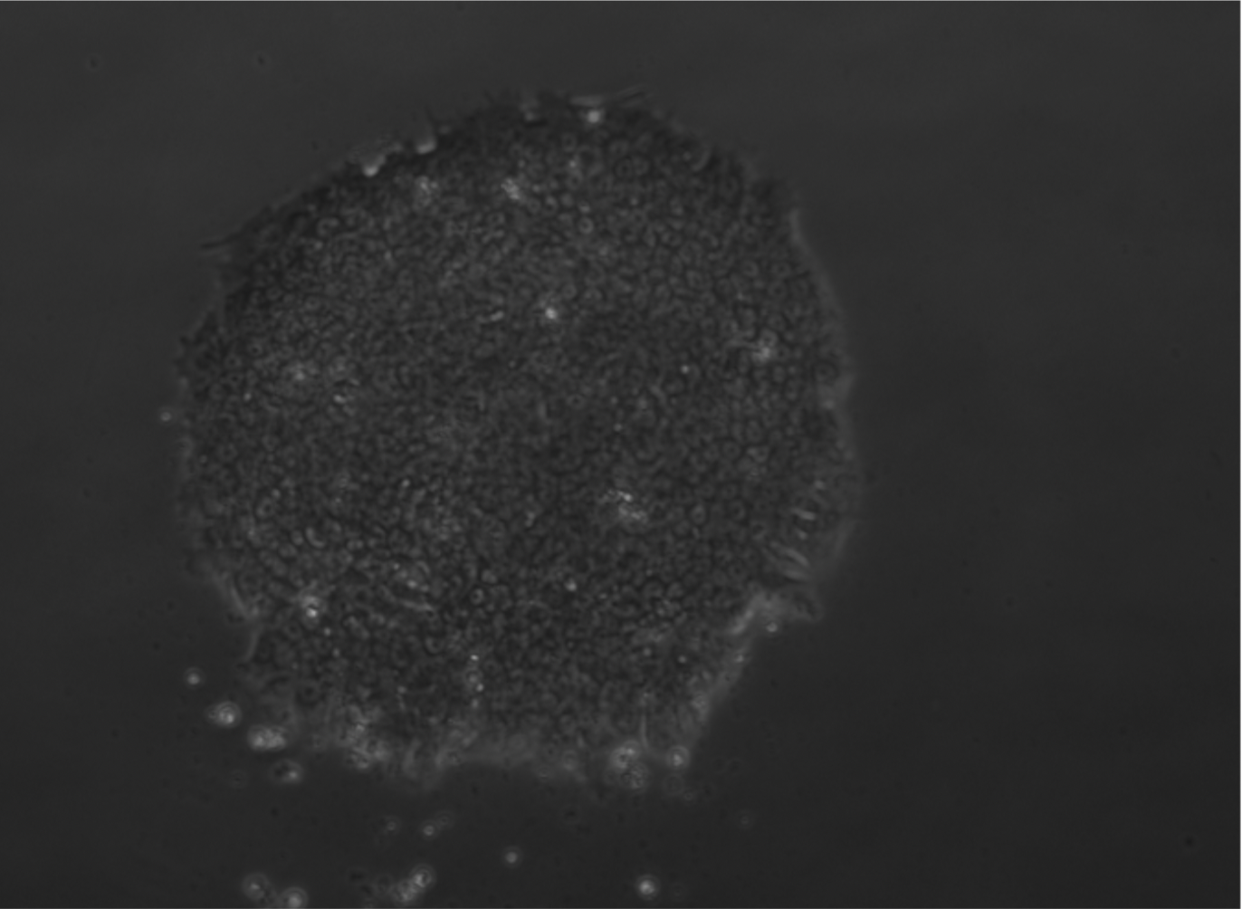 HKU Hong Kong iGEM 2023