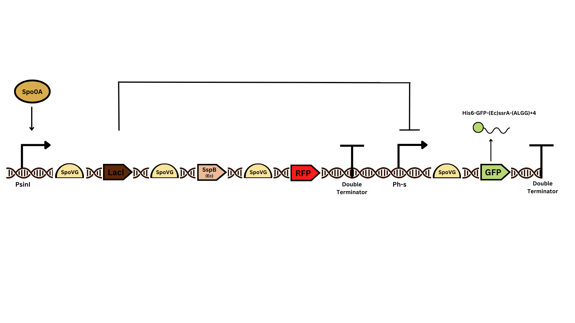 Model | HKUST - iGEM 2023