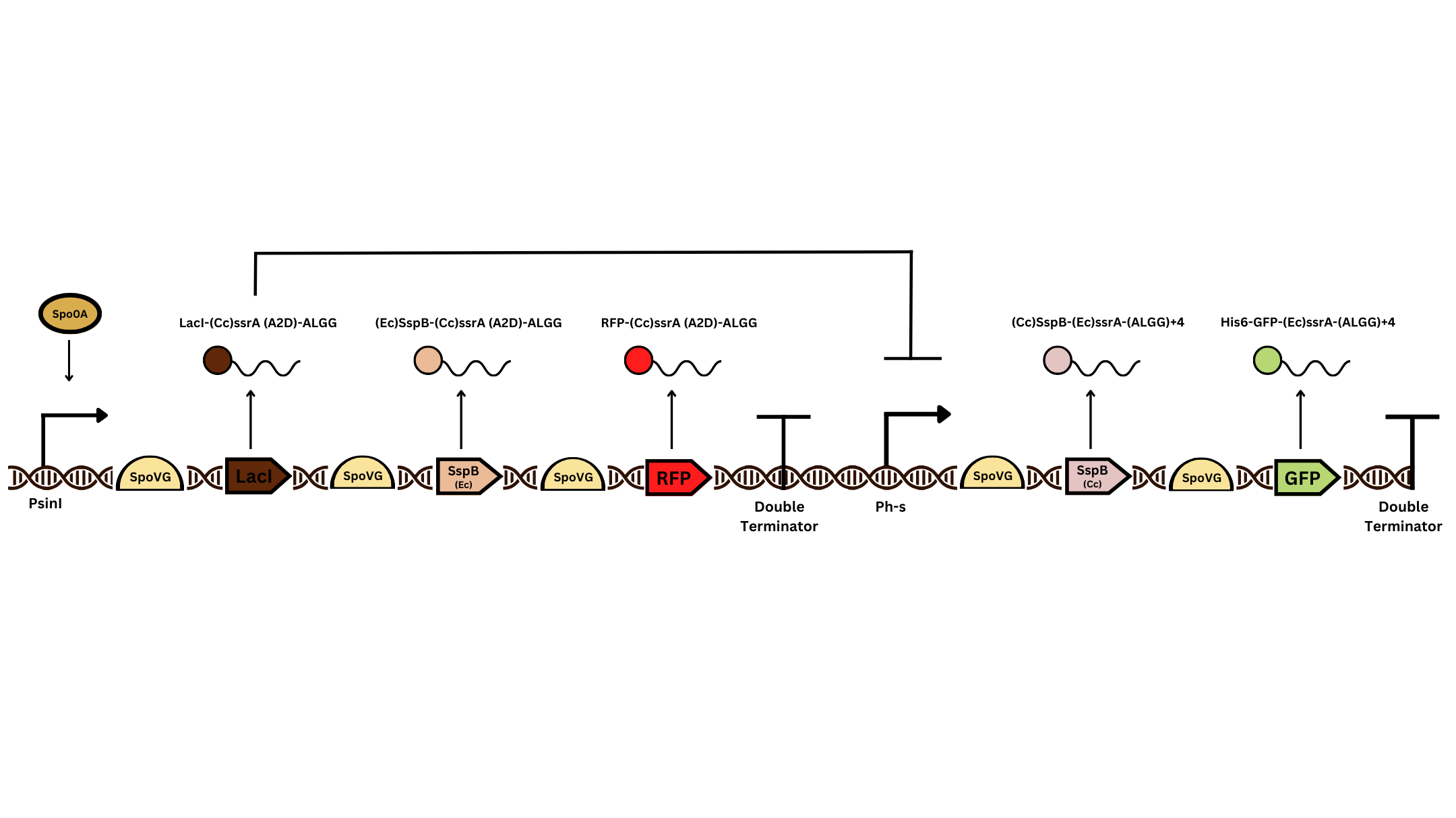 Model | HKUST - iGEM 2023