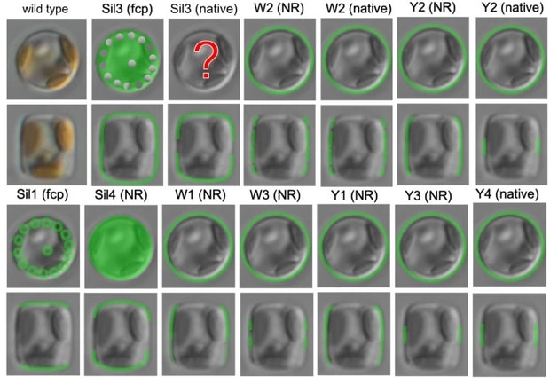 DRIP - Wiki of the iGEM Team of TU Dresden 2023