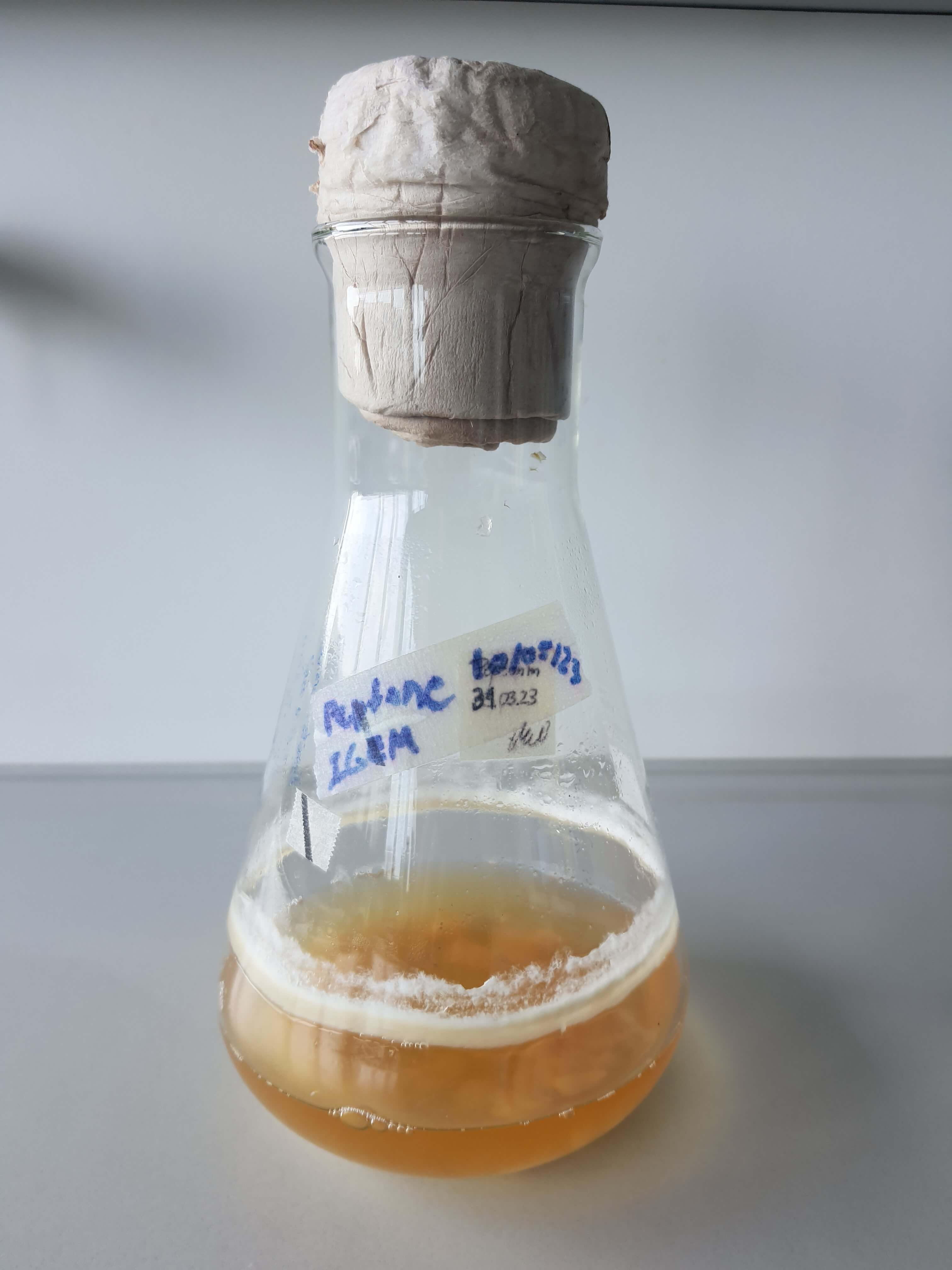DRIP - Wiki of the iGEM Team of TU Dresden 2023