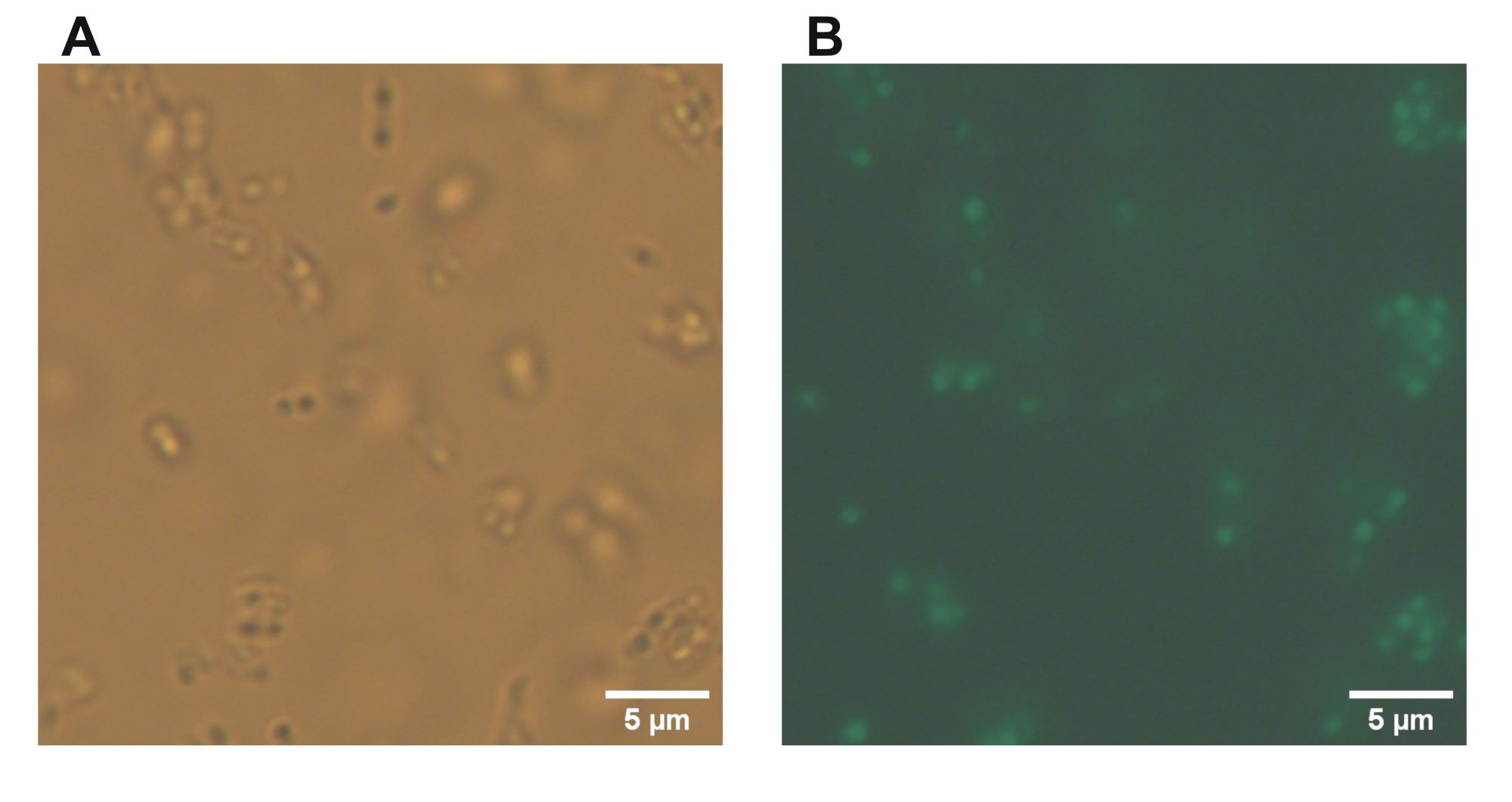 DRIP - Wiki of the iGEM Team of TU Dresden 2023