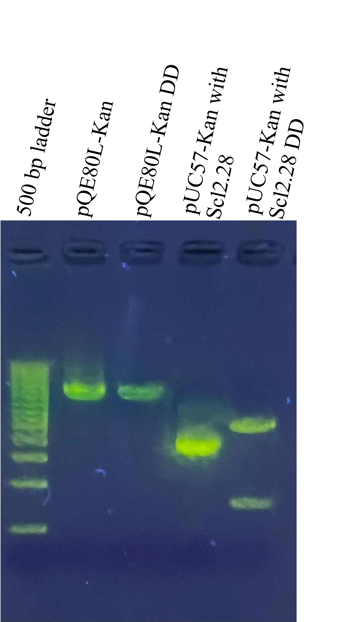 Engineering Success | NYU-Abu-Dhabi - iGEM 2023