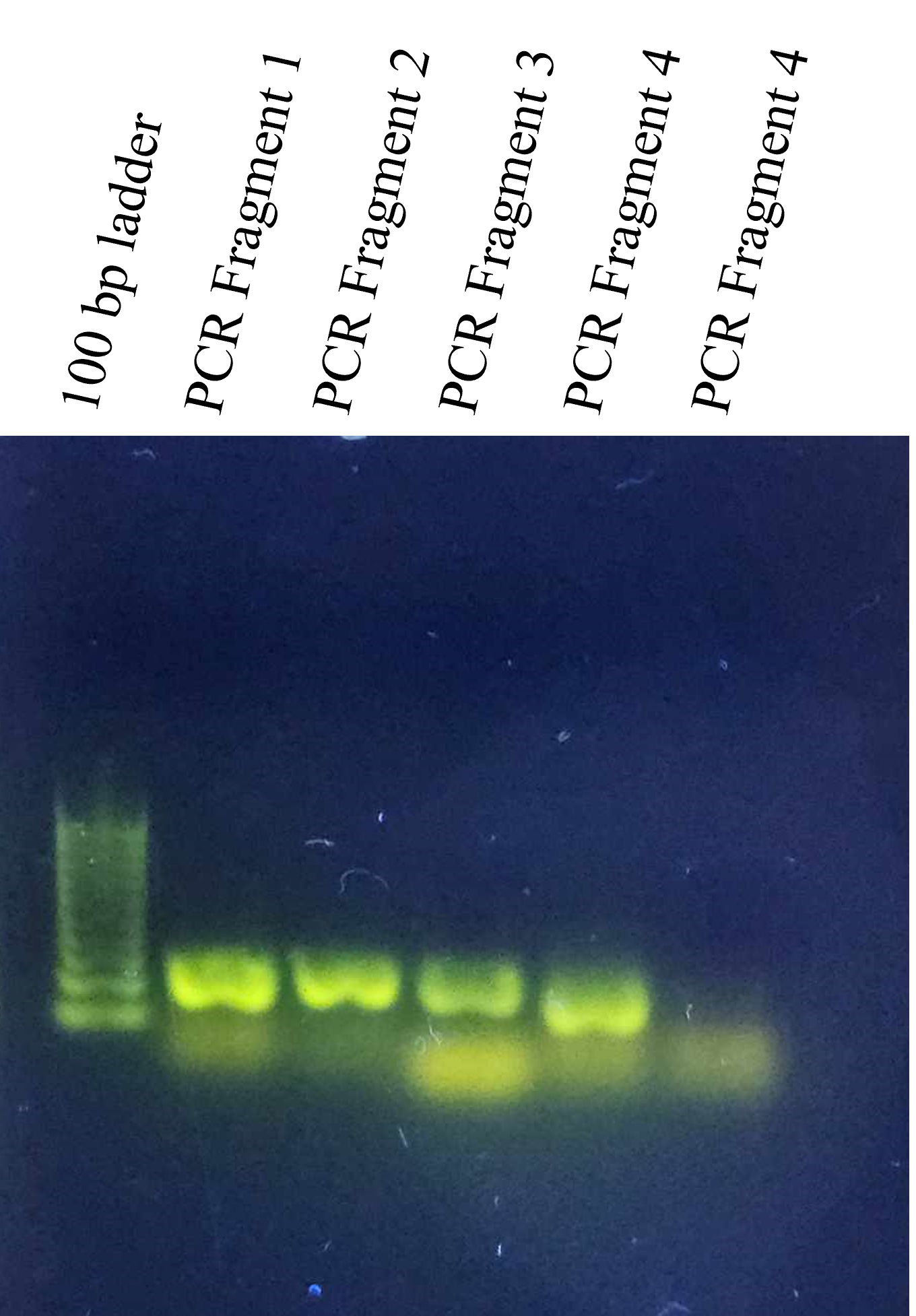 Engineering Success | NYU-Abu-Dhabi - iGEM 2023