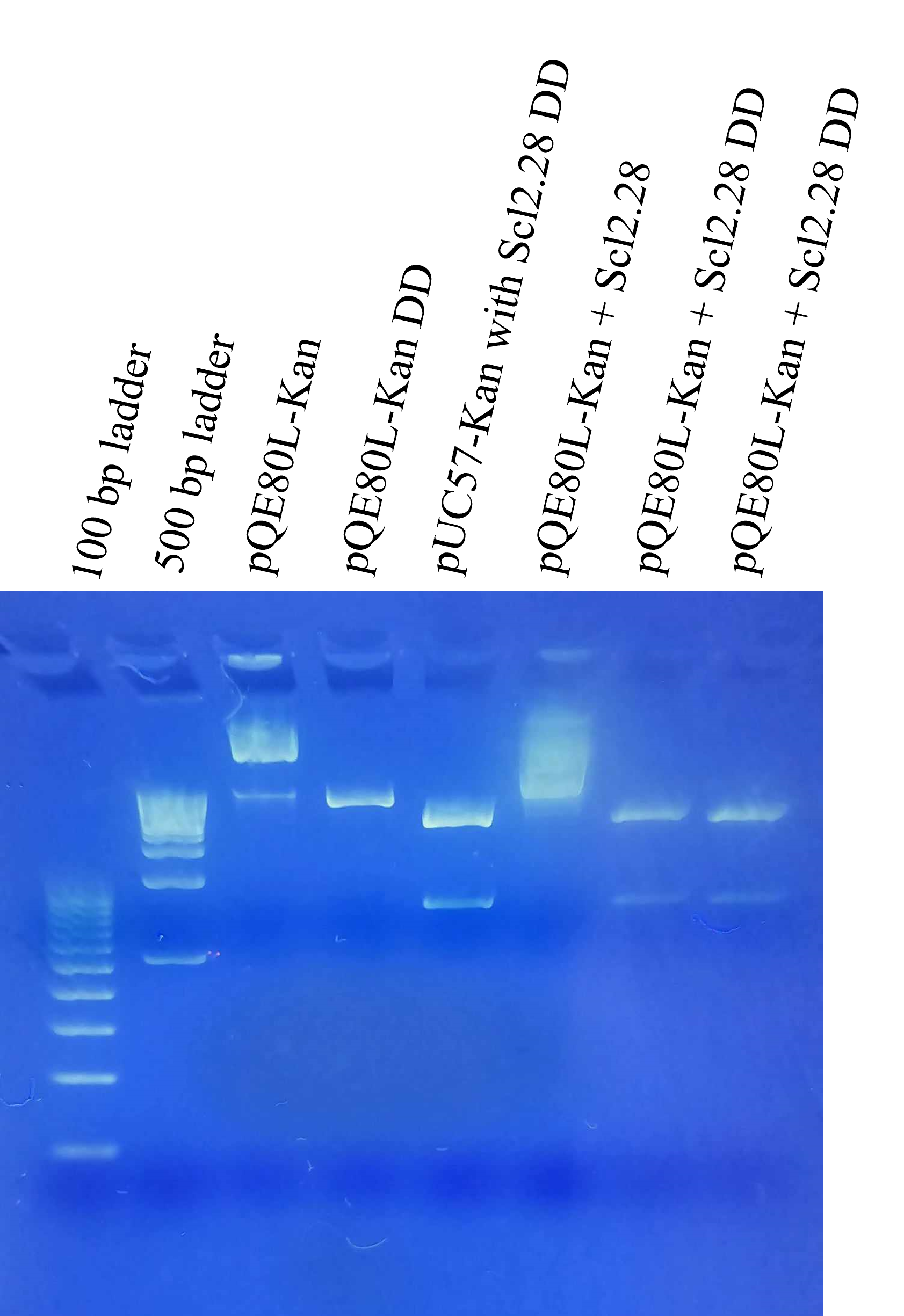Results | NYU-Abu-Dhabi - iGEM 2023