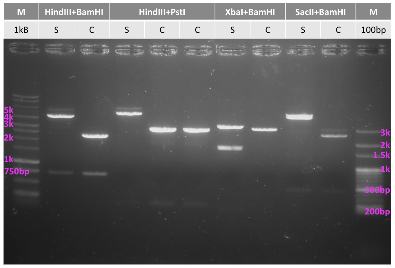 Results | NYCU-Taipei - iGEM 2023