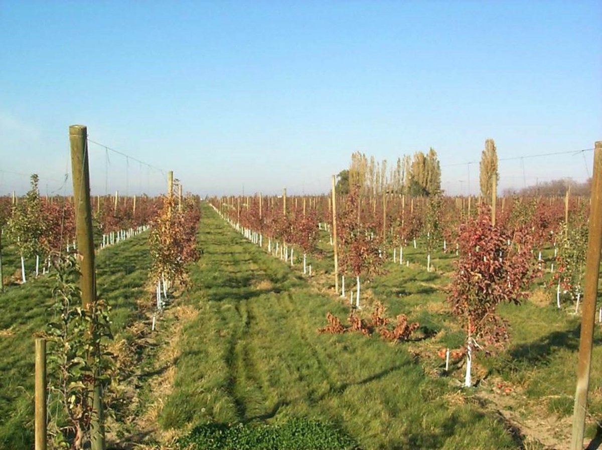 The Fire Fighter Phage