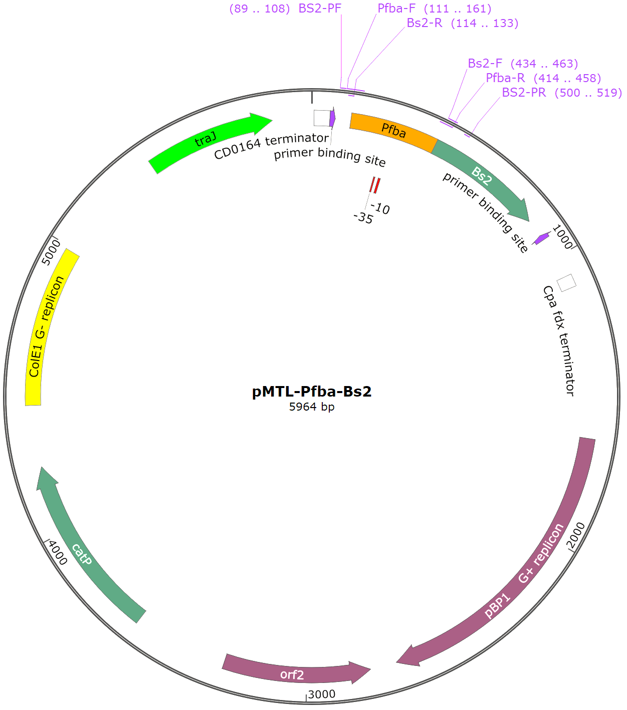 Part:BBa K4886003 - parts.igem.org