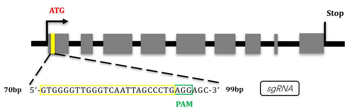 Part:BBa K4887002 - parts.igem.org