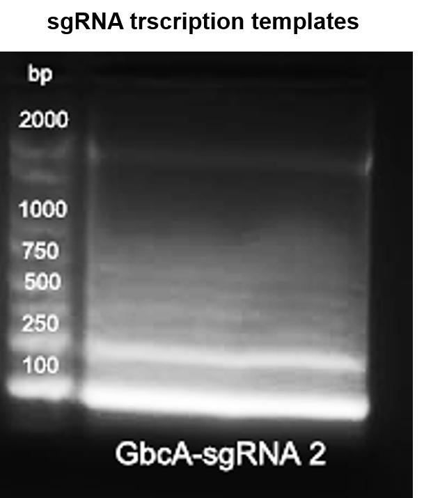 Part:BBa K4926006 - parts.igem.org
