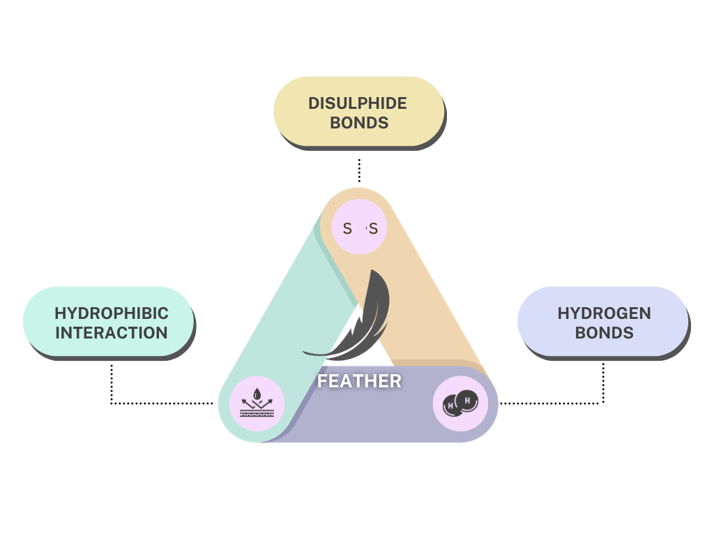 IISER-Bhopal | Keratinomore