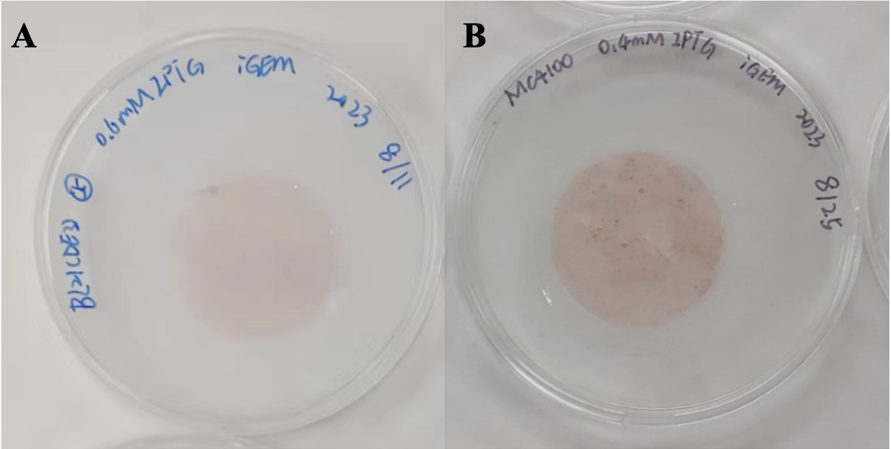 Part:BBa K4968008 - parts.igem.org