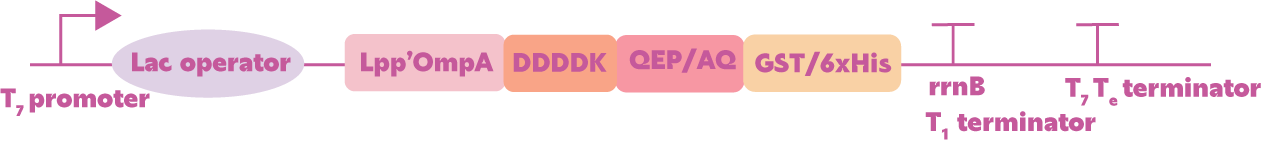 Part:BBa K5048014 - parts.igem.org