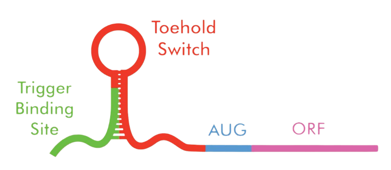 Tau Israel - iGEM 2024