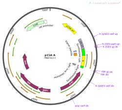 Part:BBa K5067002 - parts.igem.org