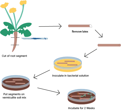 Marburg - iGEM 2024
