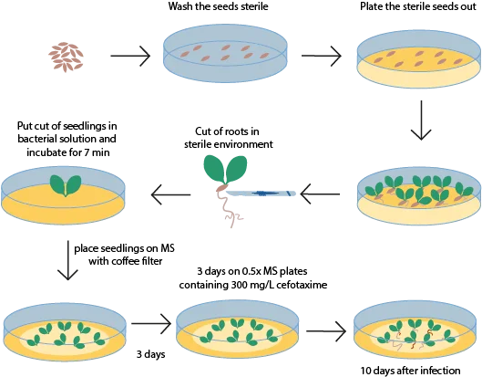 Marburg - iGEM 2024