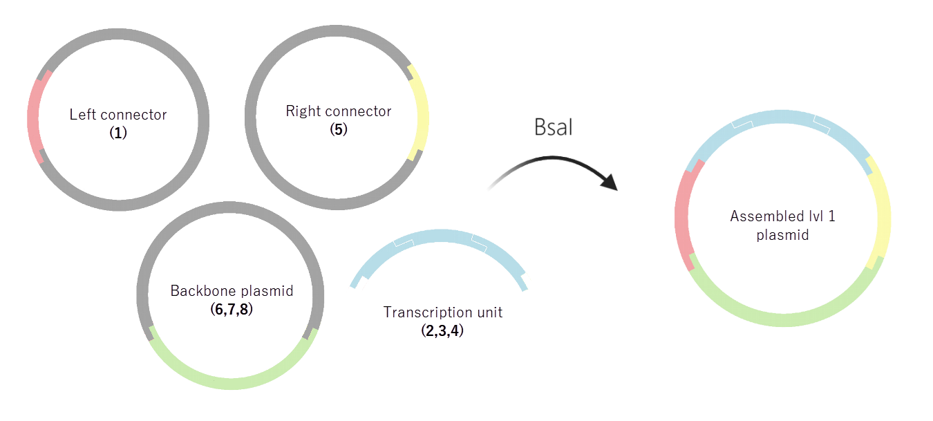 Chalmers-Gothenburg - iGEM 2024