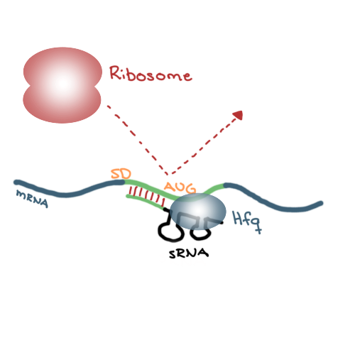 Part:BBa K5176003 - parts.igem.org