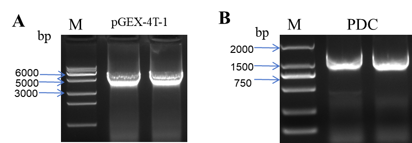 Part:BBa K5190004 - parts.igem.org
