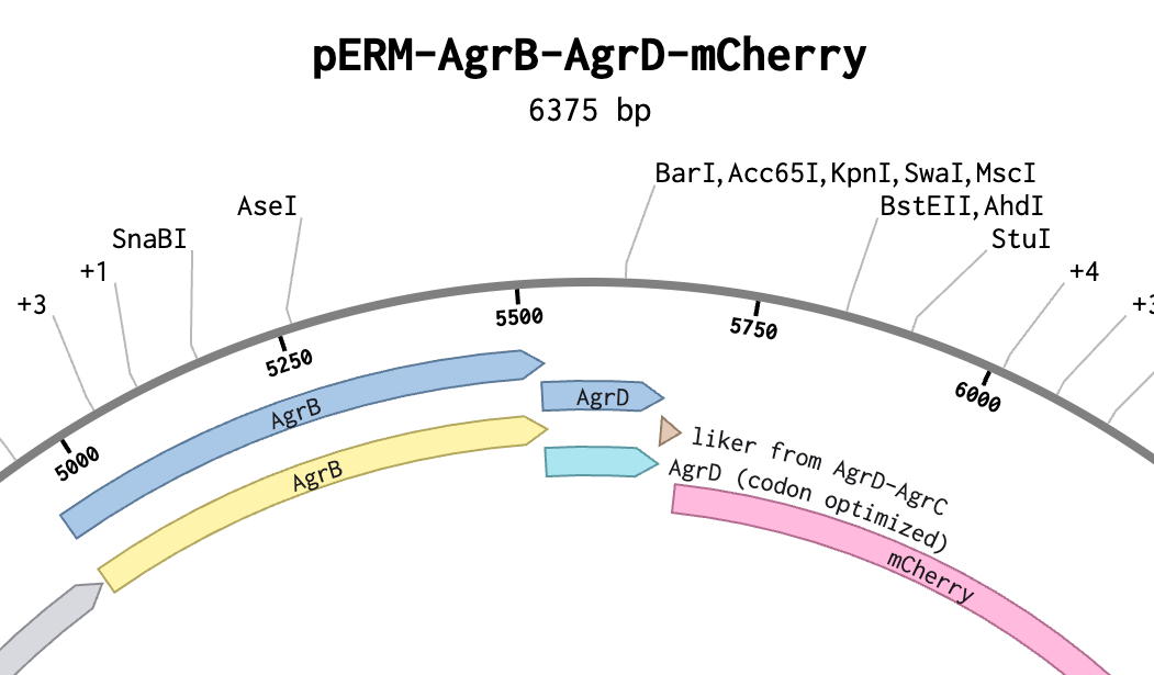 NYC-Empire-State - iGEM 2024