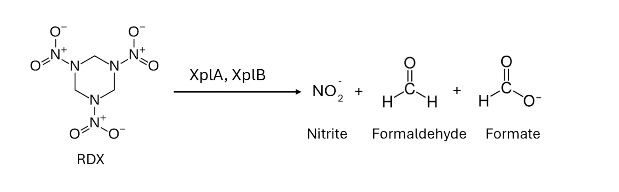Synplode - iGEM 2024
