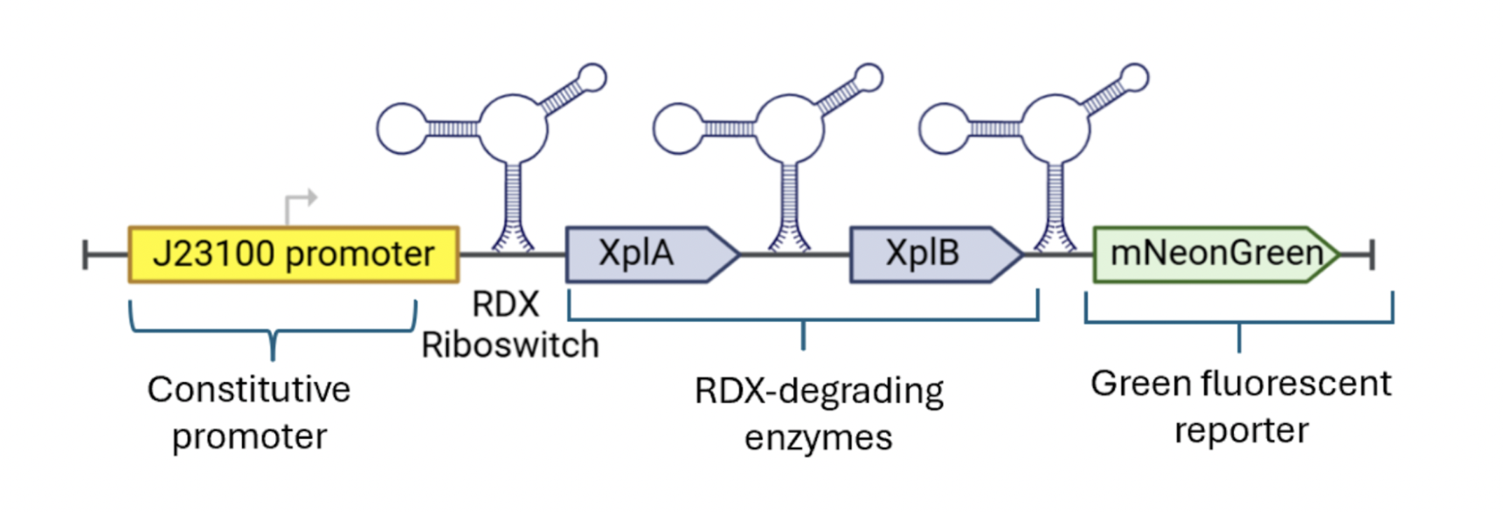Synplode - iGEM 2024