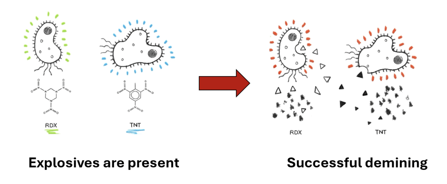 Synplode - iGEM 2024
