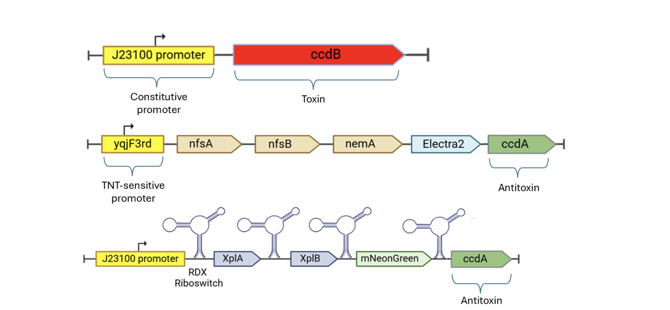 Synplode - iGEM 2024