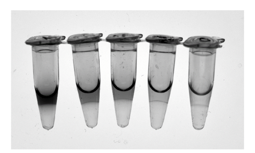 Synplode - iGEM 2024