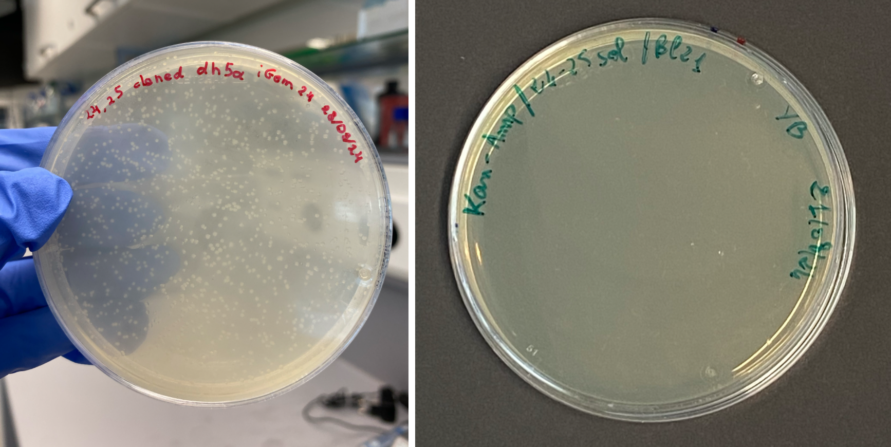 Synplode - iGEM 2024