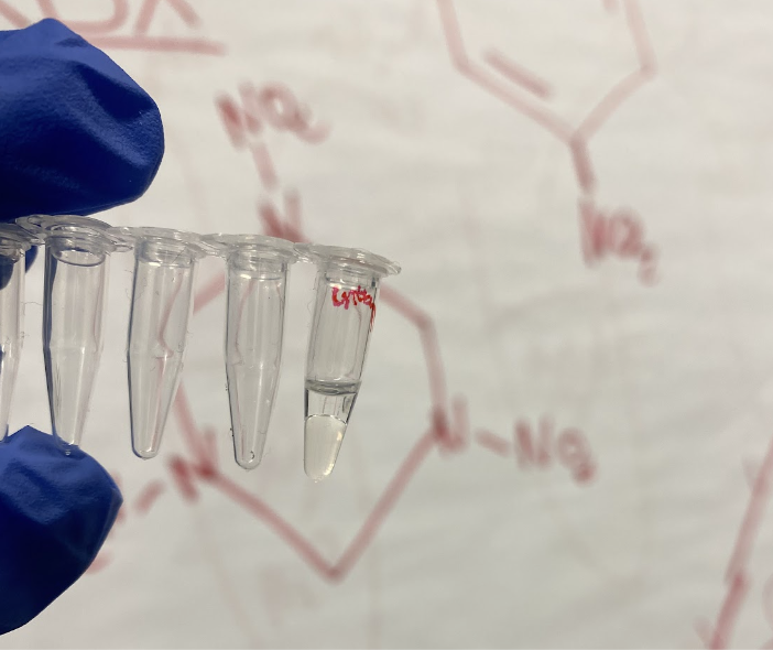 Synplode - iGEM 2024